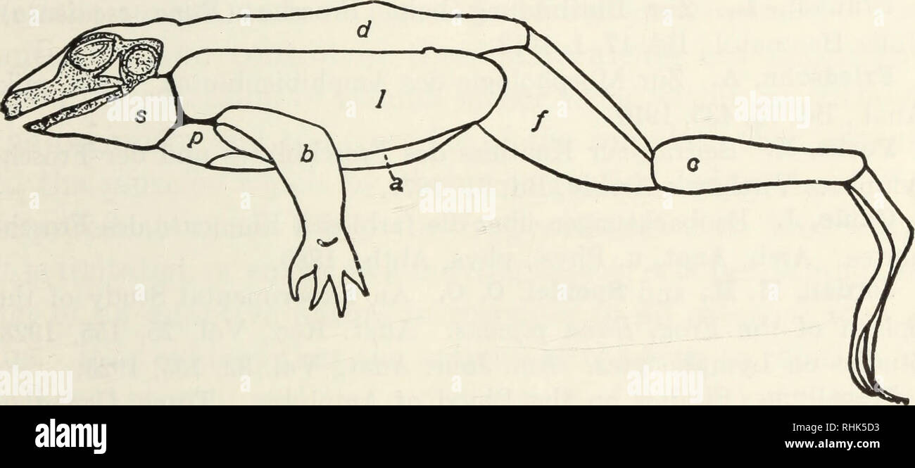 Iliac Vein High Resolution Stock Photography and Images - Alamy