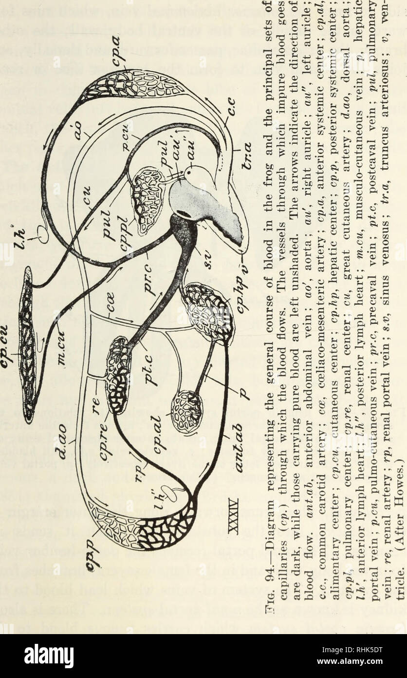 Frog circulatory system hi-res stock photography and images - Alamy
