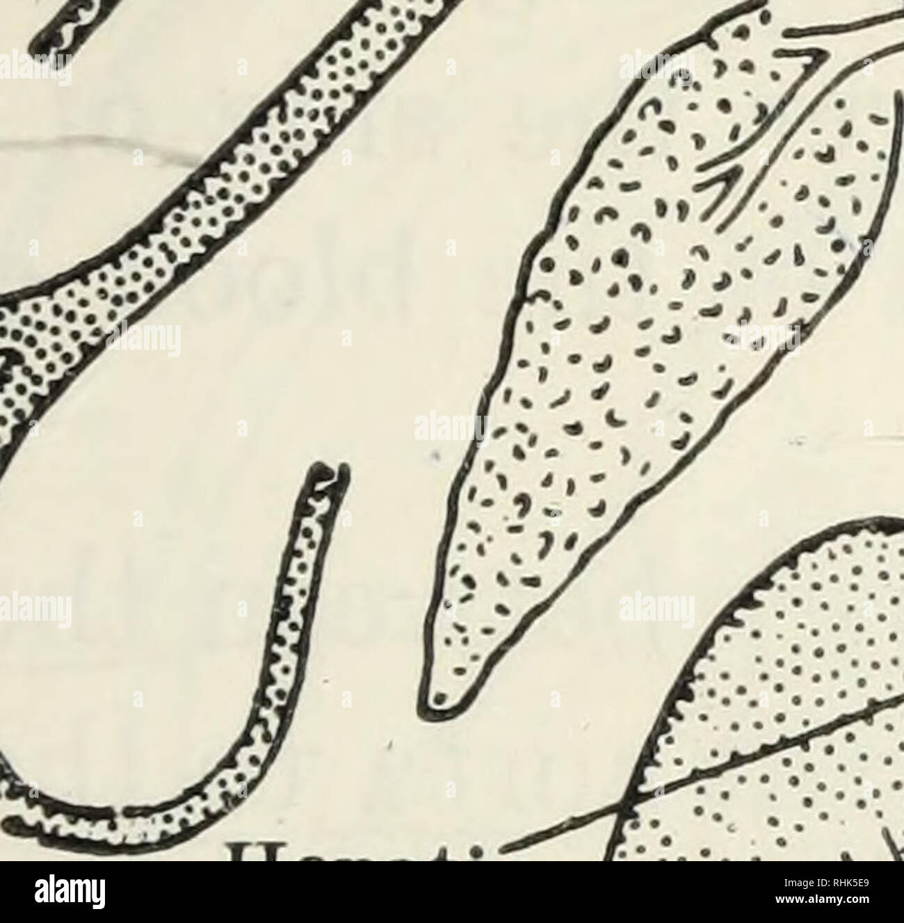 . The biology of the frog. Frogs. THE CIRCULATORY SYSTEM 289 External ...