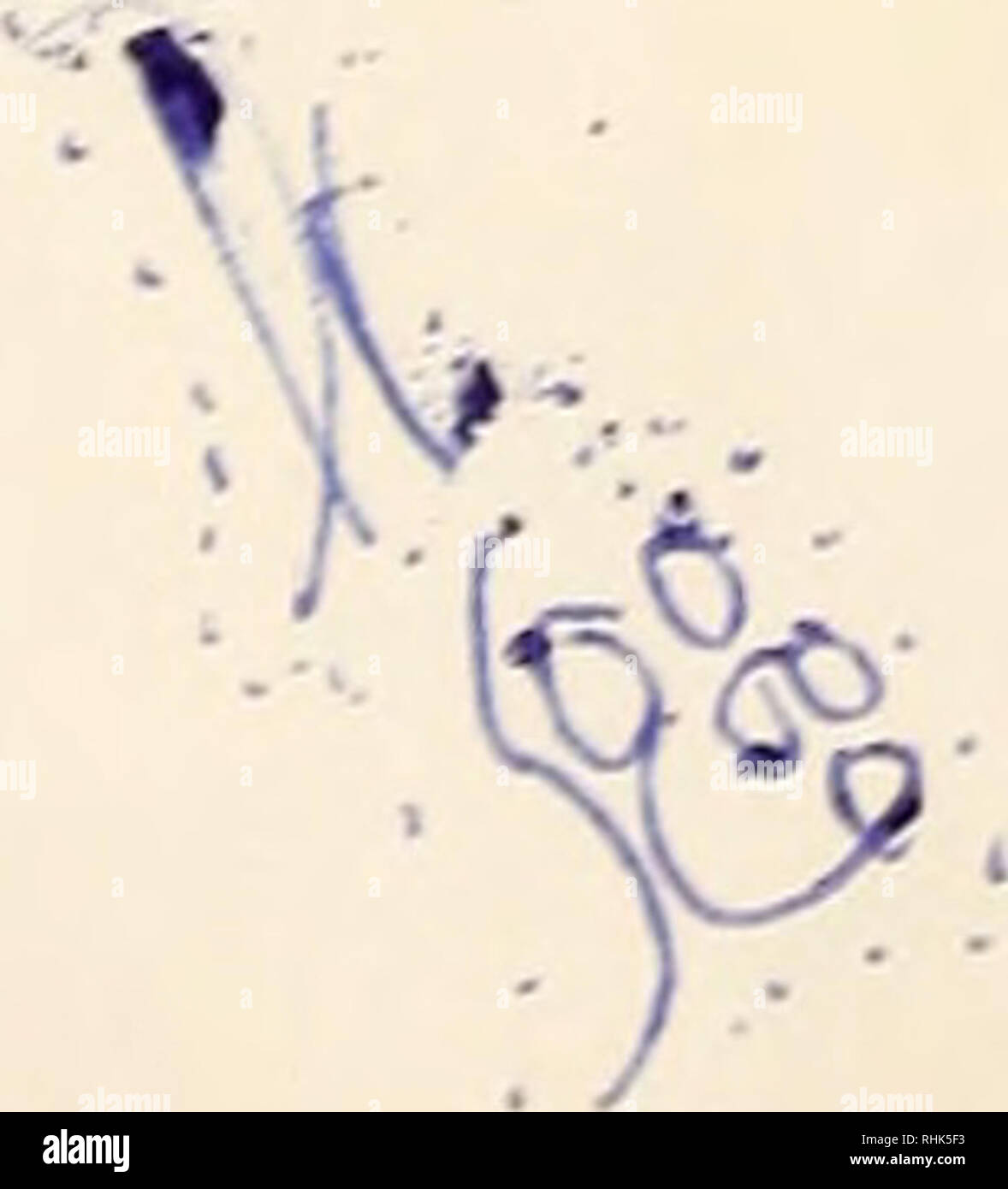 . The biology of the frog. Frogs. 2S4 THE BIOLOGY OF THE FROG of the ...