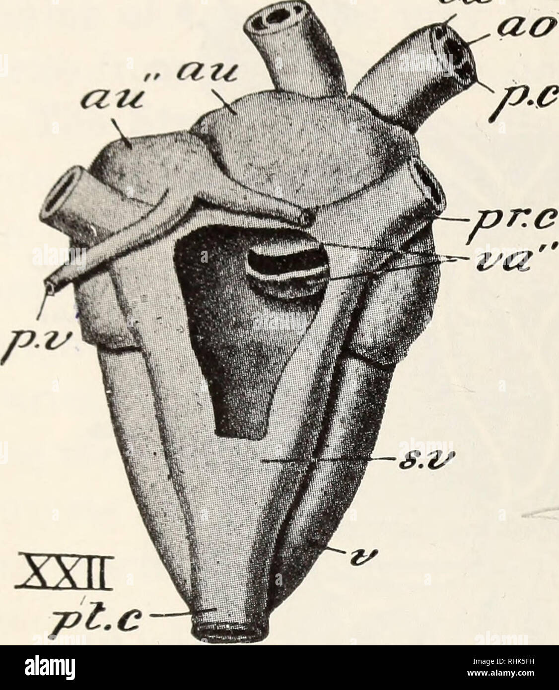 Frog Heart Diagram Back View