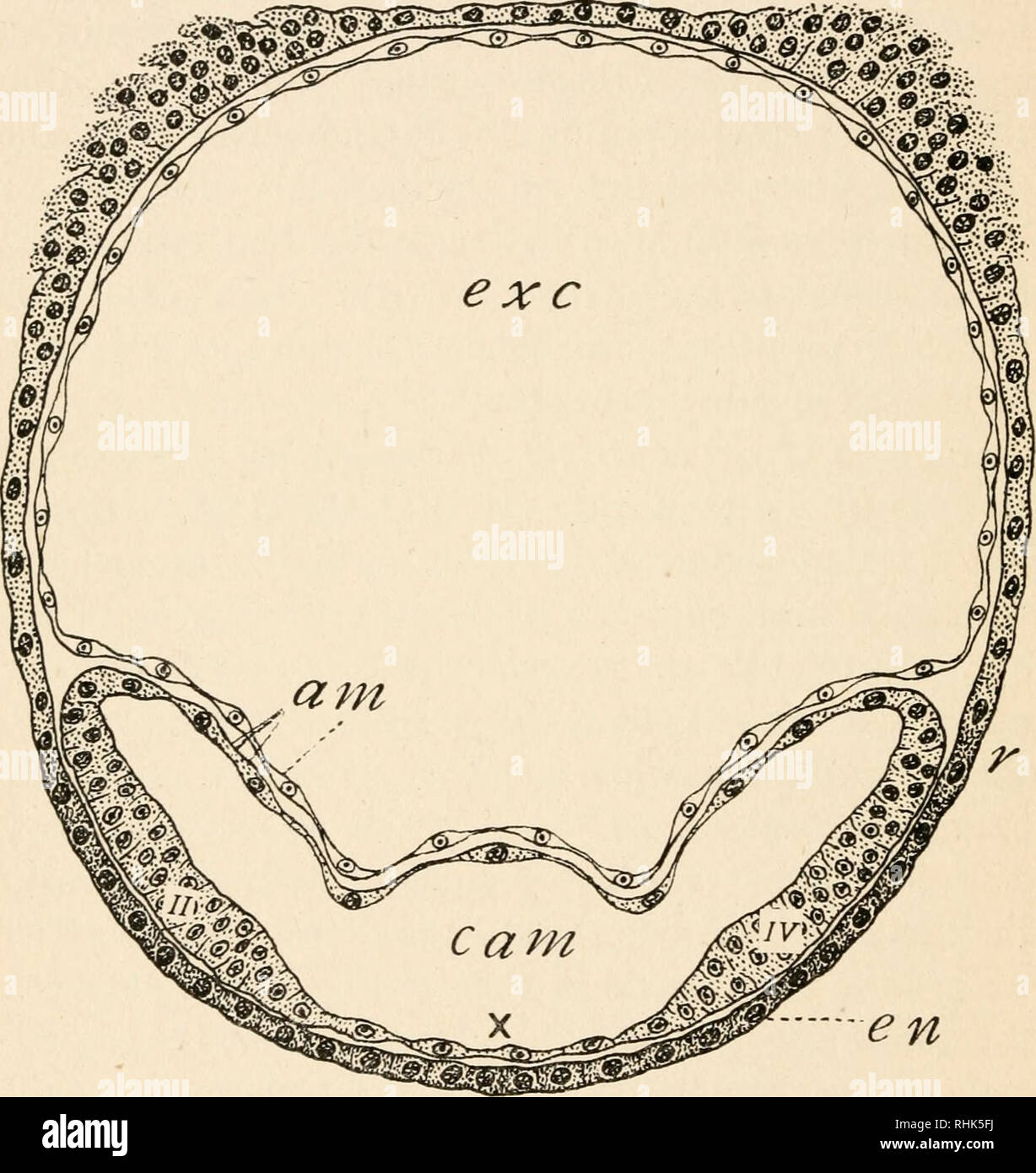 Twins seven seven egg hi-res stock photography and images - Alamy