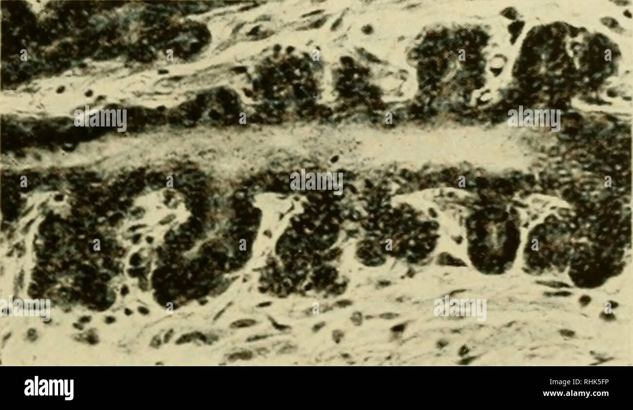 . Biology of the laboratory mouse. Mice as laboratory animals; Mice ...