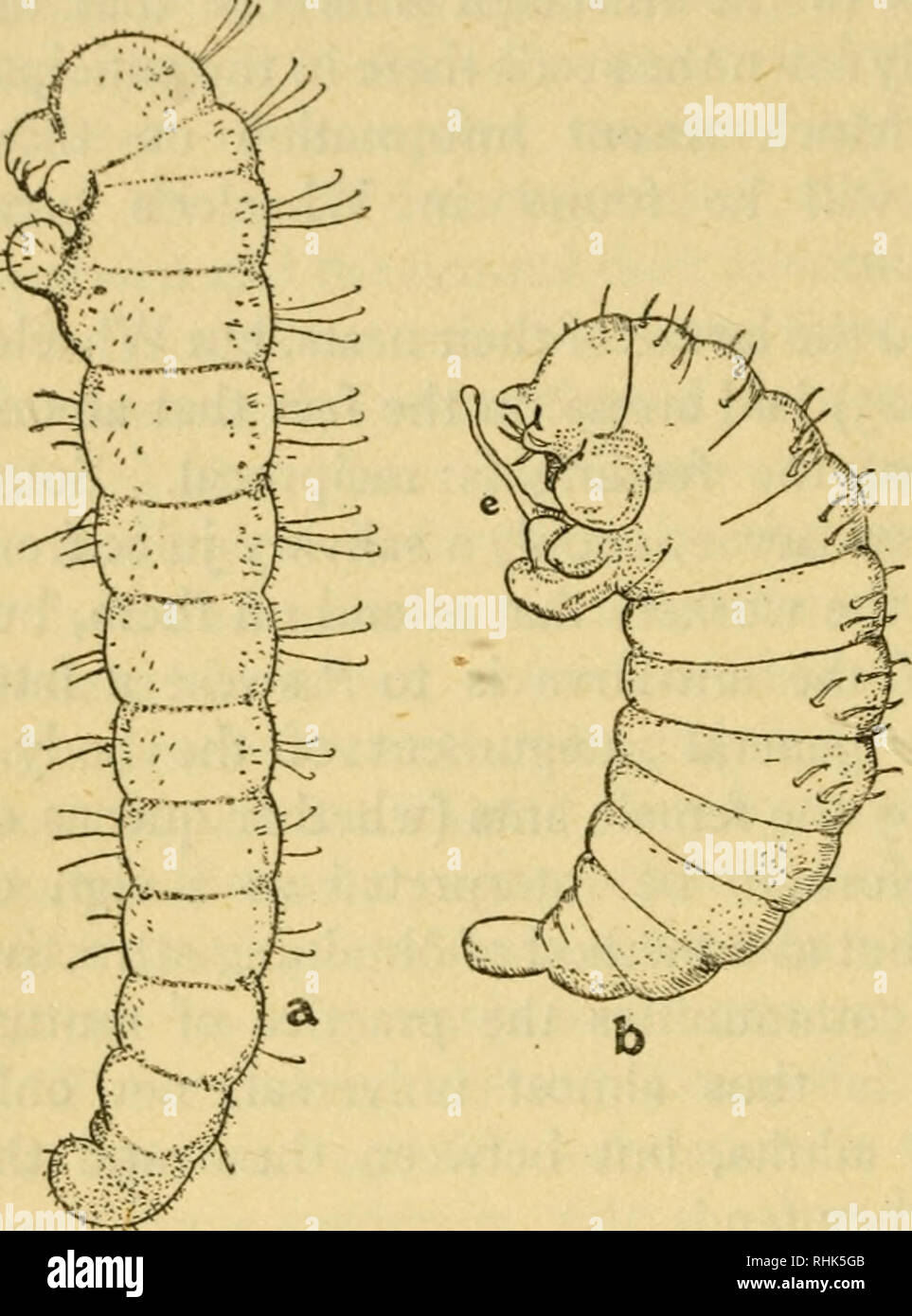 Protects from insects hi-res stock photography and images - Alamy