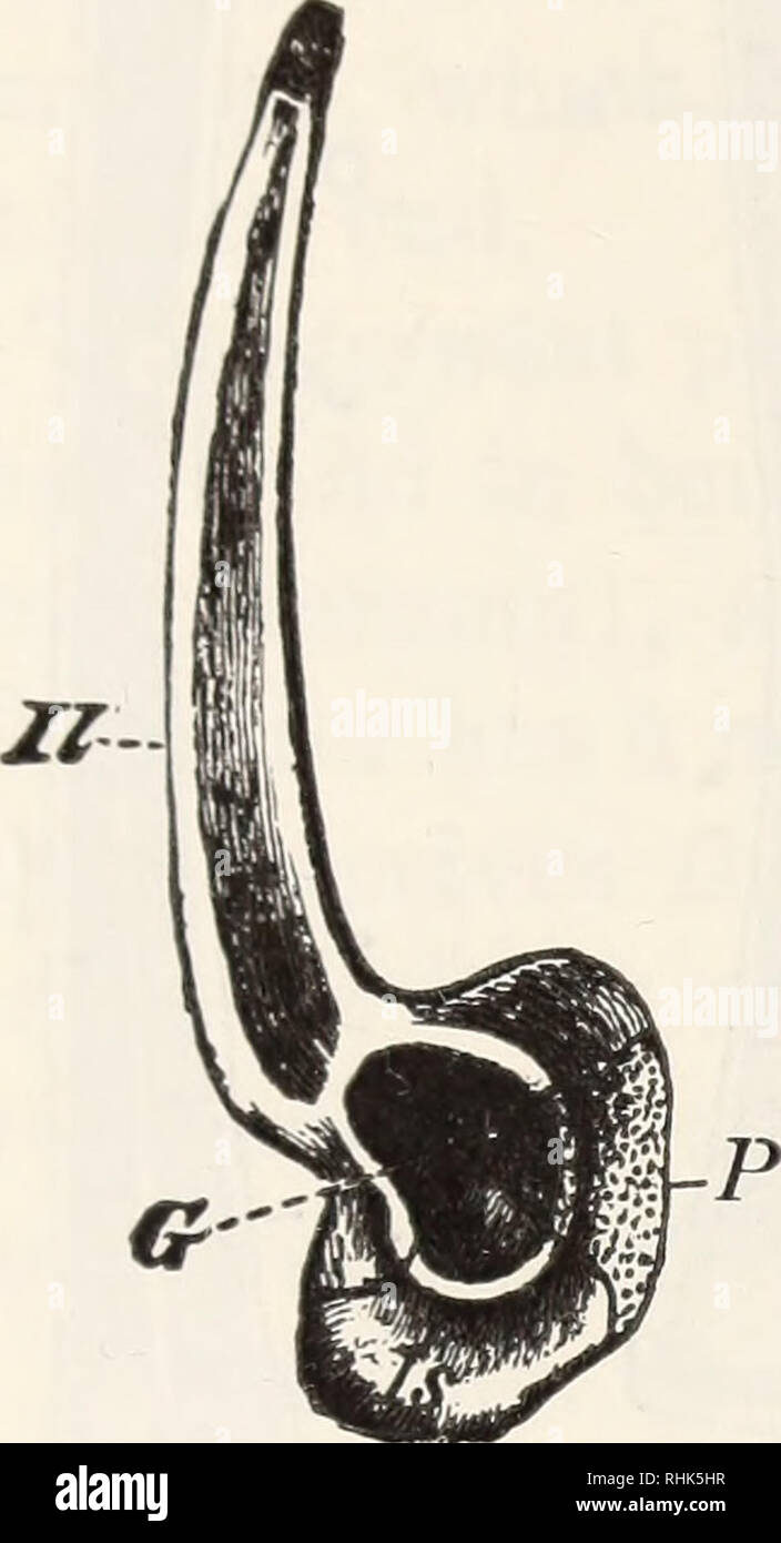 . The biology of the frog. Frogs. 25S THE BIOLOGY OF THE FROG behind ...
