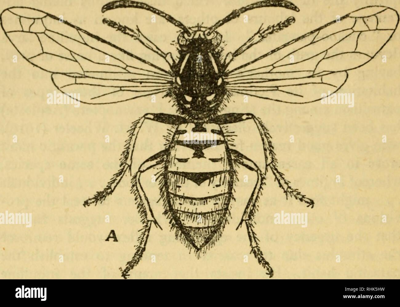 Wasp Scientific Illustration