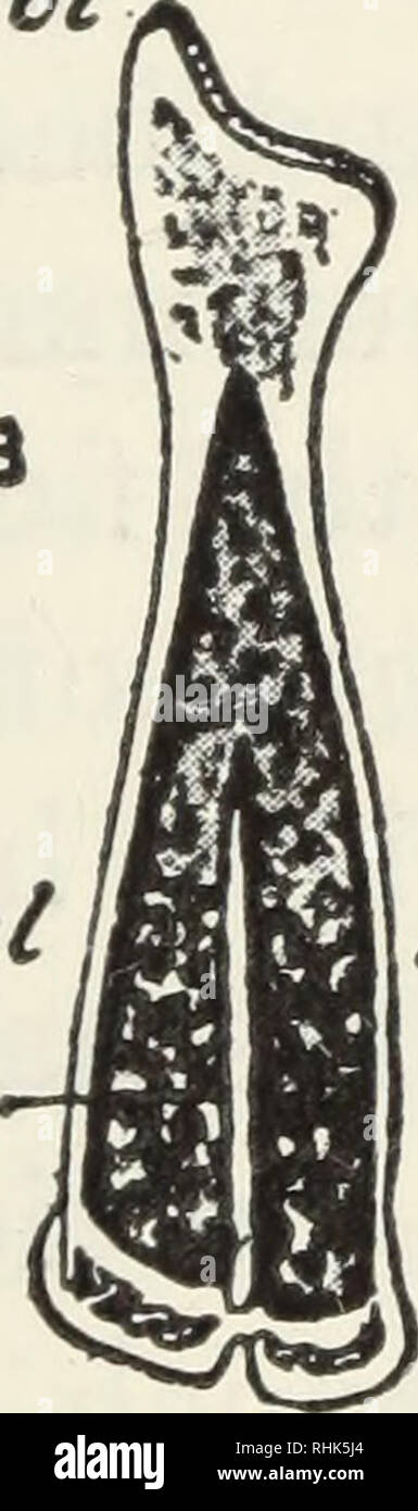 . The biology of the frog. Frogs. THE SKELETON 257. ft humerus to about ...