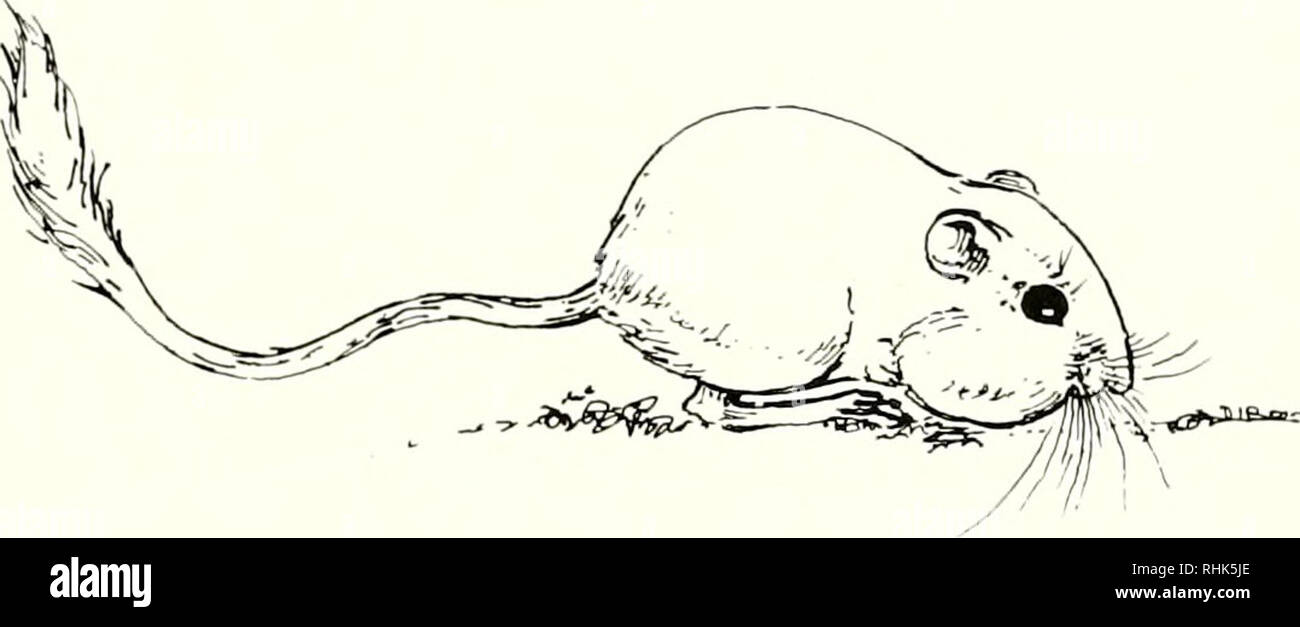 . Biology of the Heteromyidae. Heteromyidae. BIOCHEMICAL GENETICS James ...