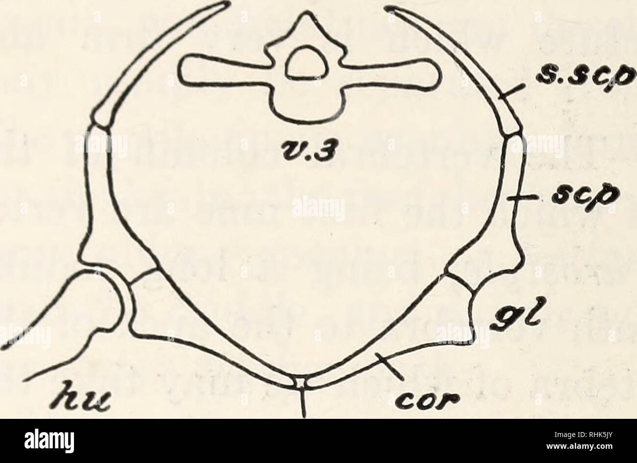 . The biology of the frog. Frogs. 254 THE BIOLOGY OF THE FROG having no ...