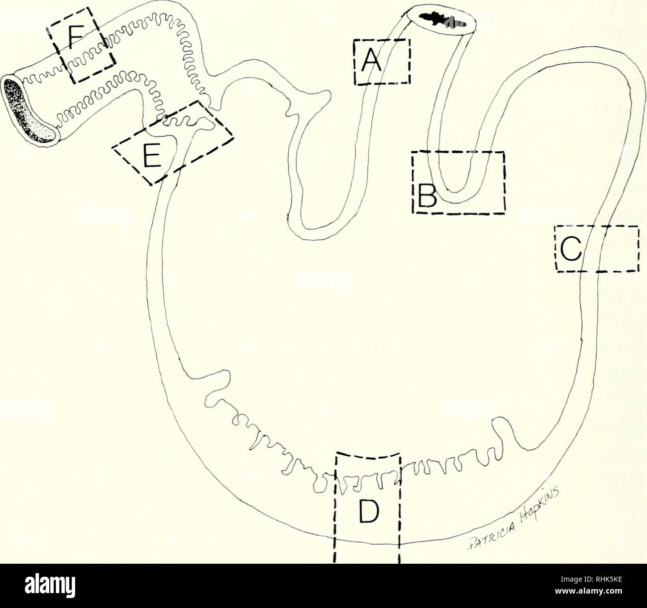. Biology of New World Microtus. Rodents; Rodents; Microtus; Voles. 216 ...