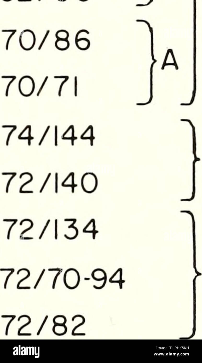 Dipodomys nitratoides nitratoides hi-res stock photography and images ...