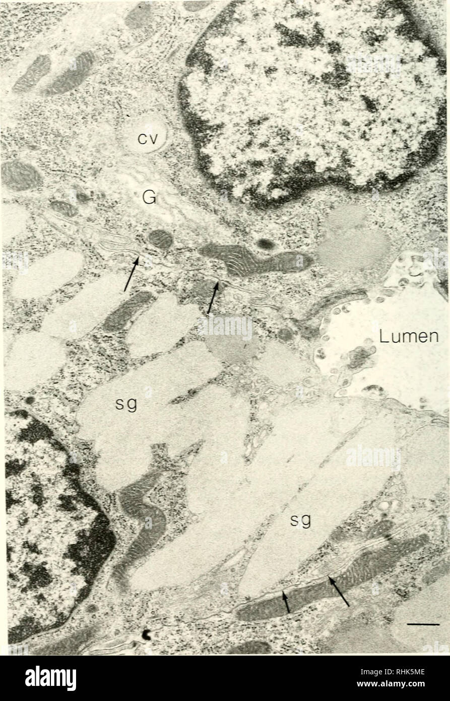 Salivary gland cell hi-res stock photography and images - Alamy