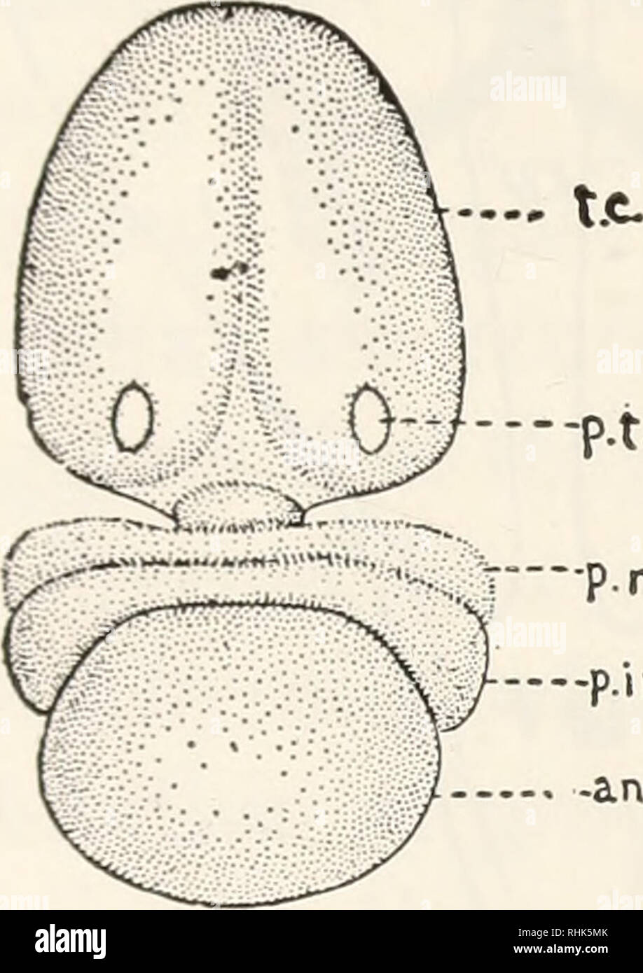 . The biology of the frog. Frogs. 236 HIE BIOLOGY OF THE FROG strong ...
