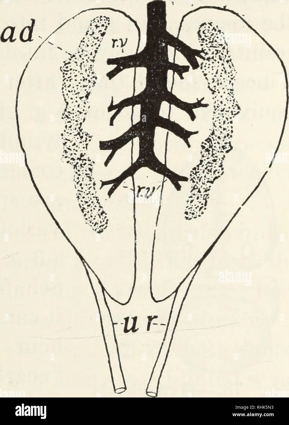 . The biology of the frog. Frogs. INTERNAL SECRETION AND ENDOCRINE ...