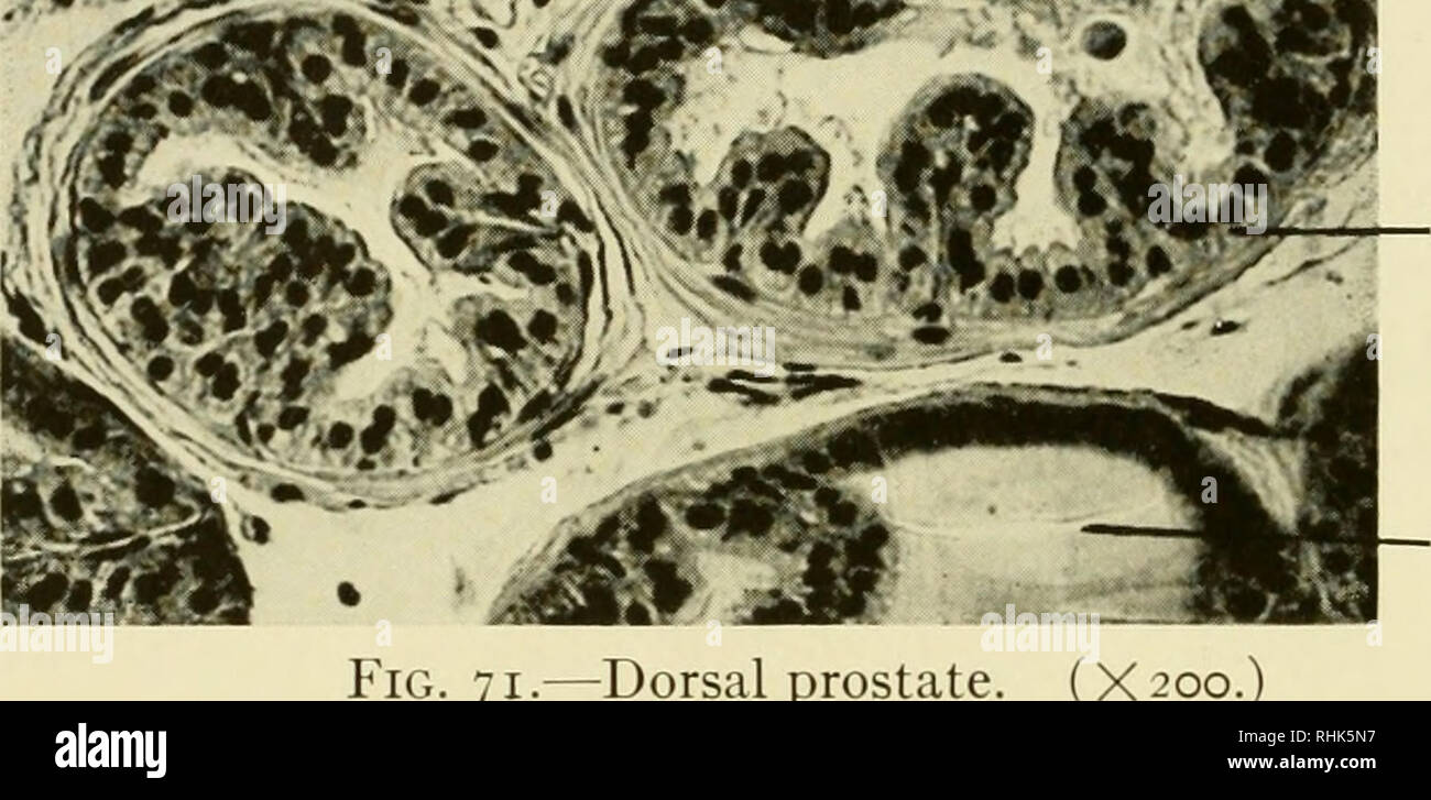 . Biology of the laboratory mouse. Mice as laboratory animals; Mice ...