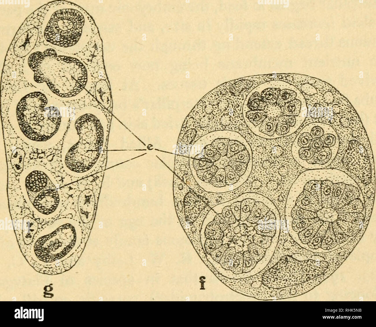 . The biology of insects. Insects -- Biology. Fig c5. Polyembryonic ...