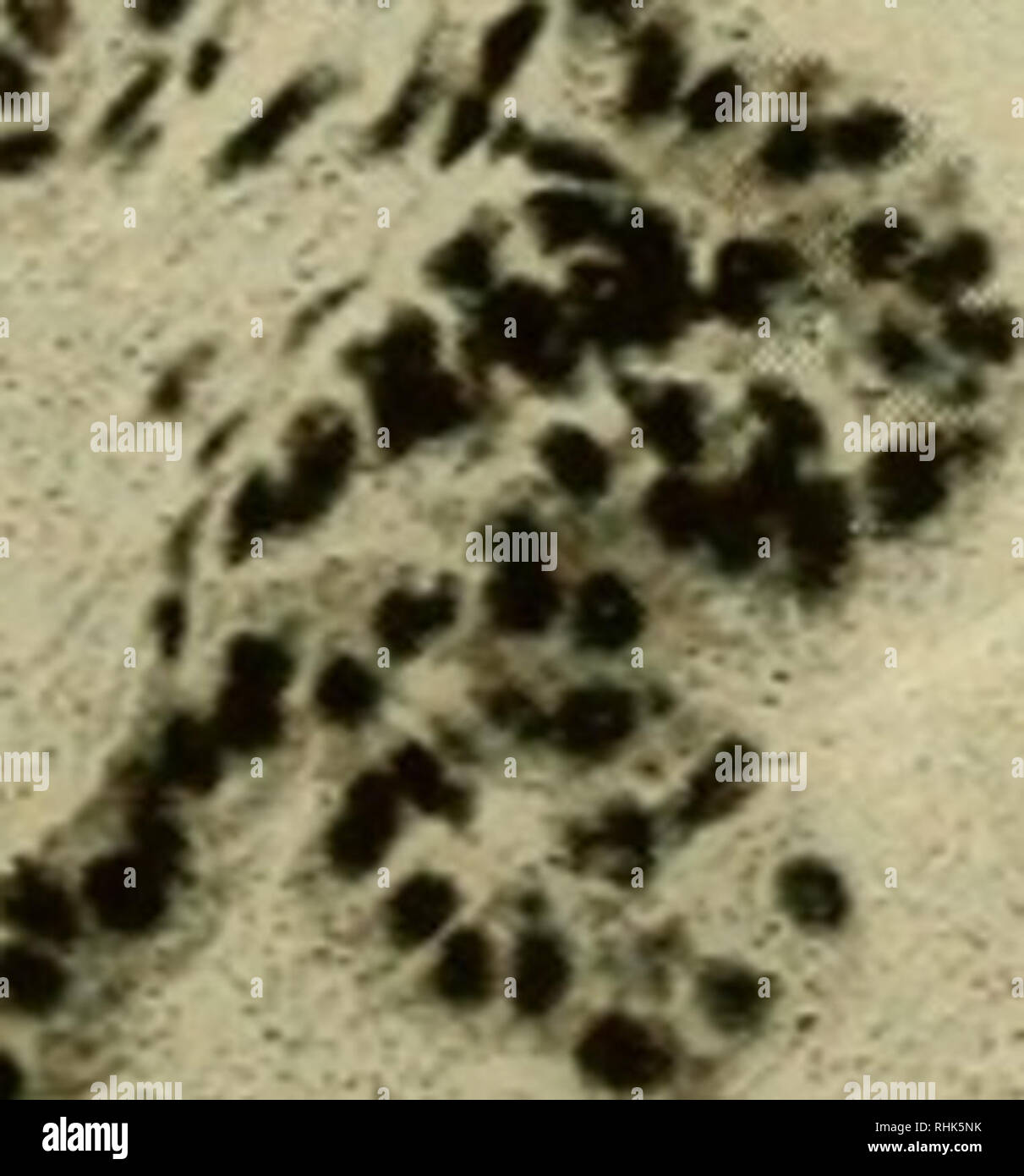 Muscle tissue mouse hi-res stock photography and images - Alamy