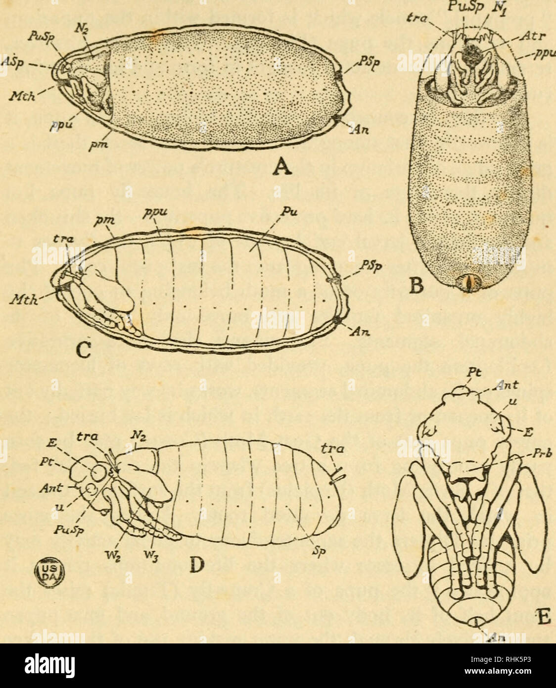 C pomonella hi-res stock photography and images - Alamy