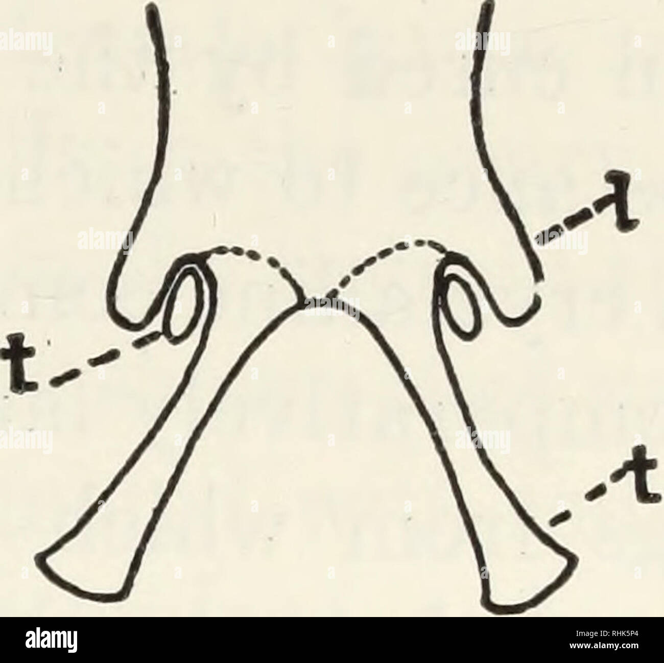 Hyoglossus muscle hi-res stock photography and images - Alamy