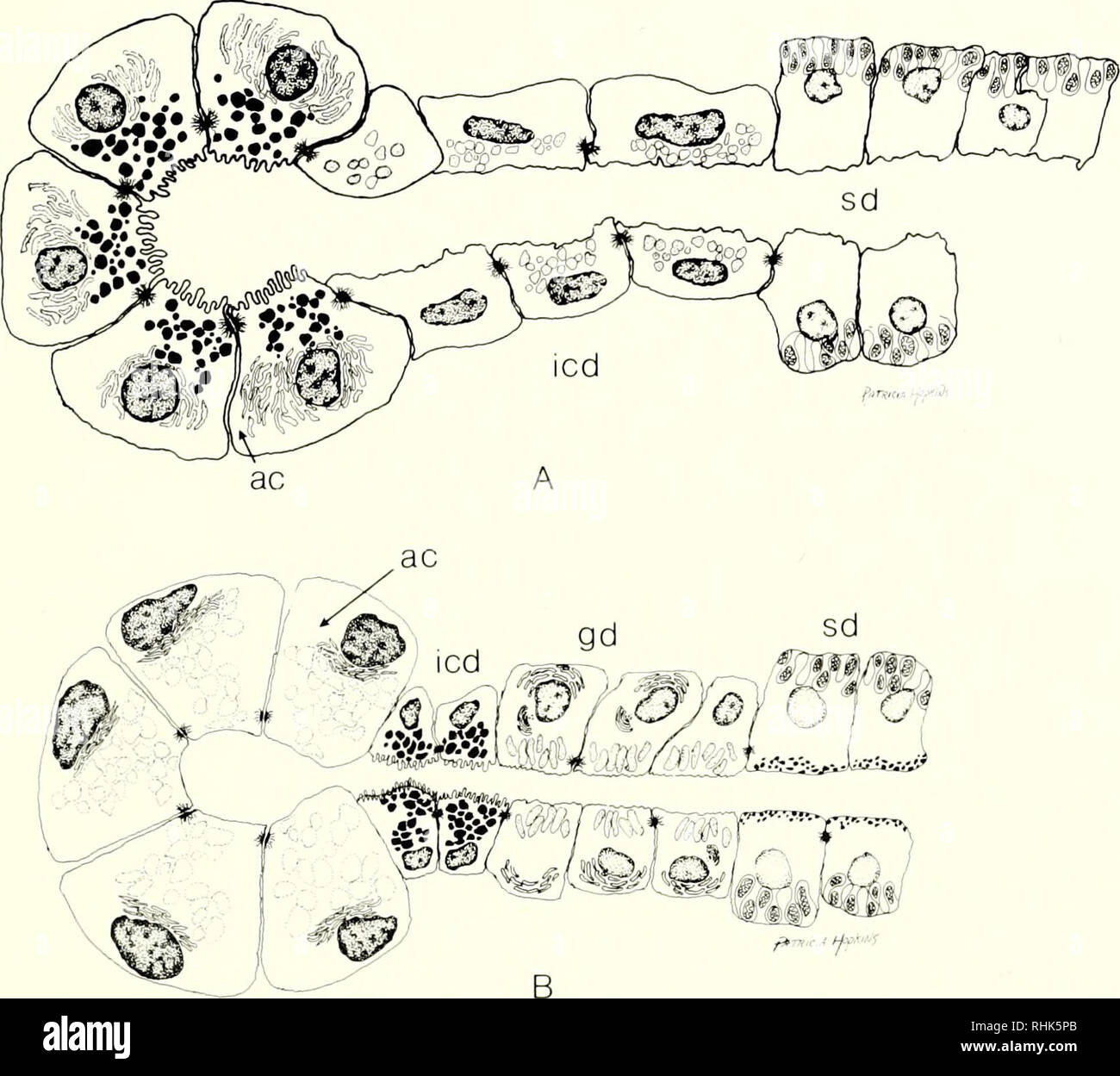 . Biology of New World Microtus. Rodents; Rodents; Microtus; Voles ...