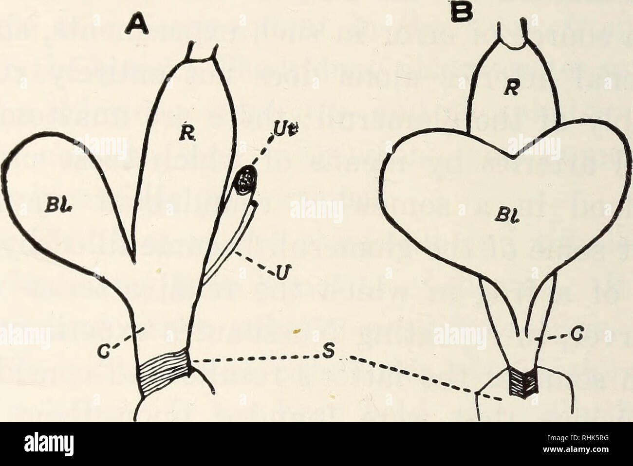 . The biology of the frog. Frogs. 214 THE BIOLOGY OF THE FROG of the ...