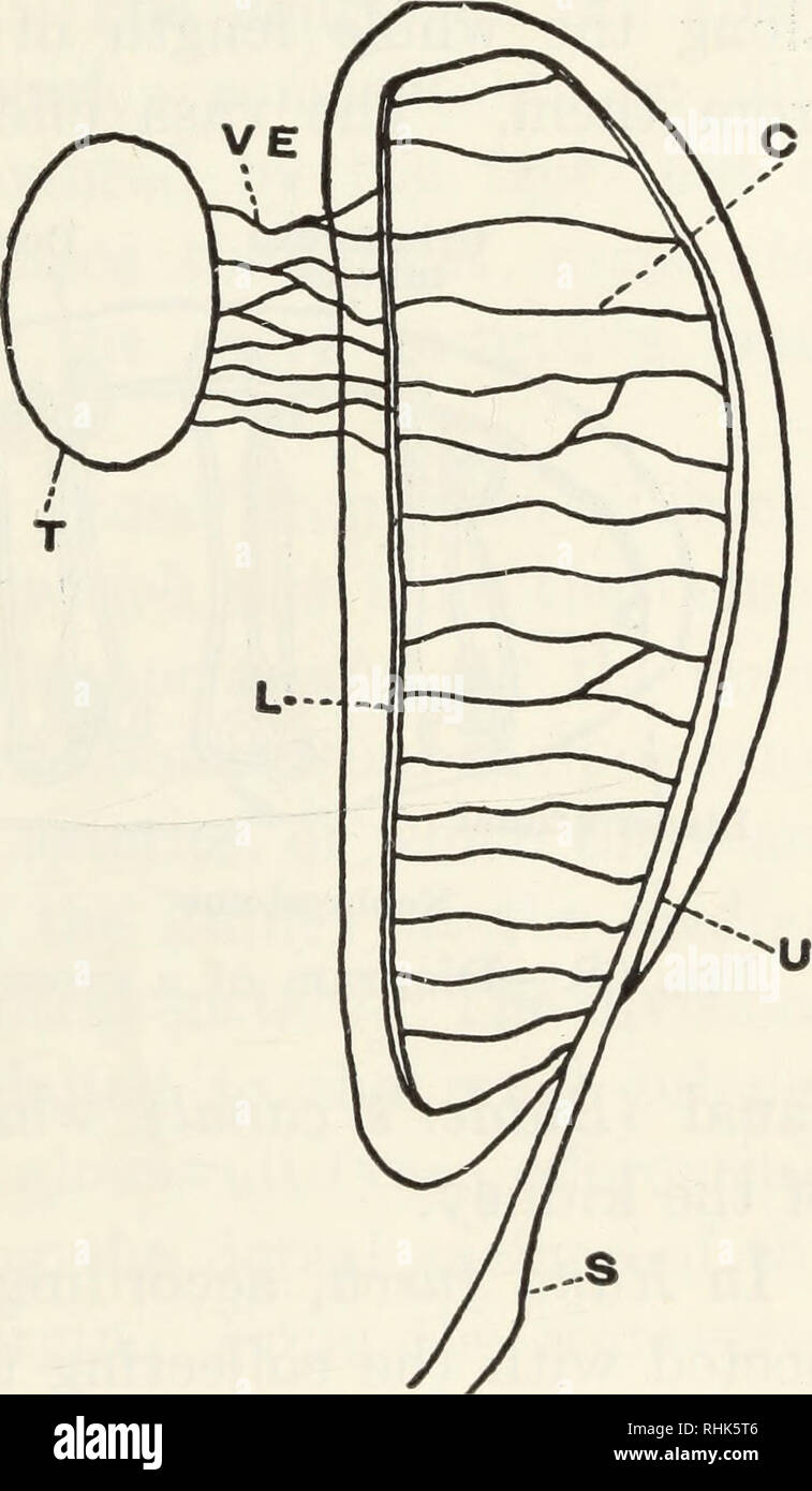 Excretory system hi-res stock photography and images - Alamy