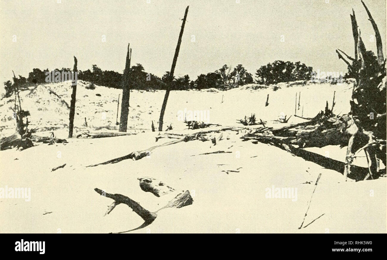 Scaly frog hi-res stock photography and images - Alamy