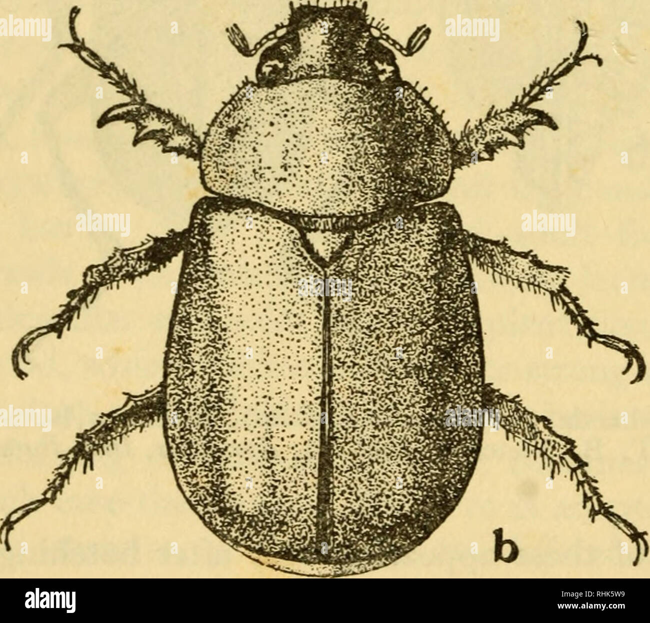 Click beetle larva wireworm agriotes hi-res stock photography and ...