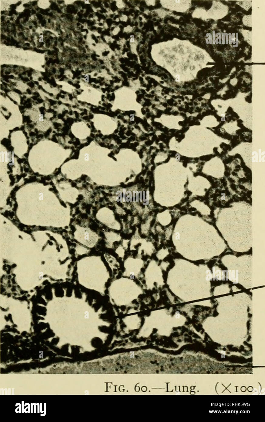 . Biology of the laboratory mouse. Mice as laboratory animals; Mice ...