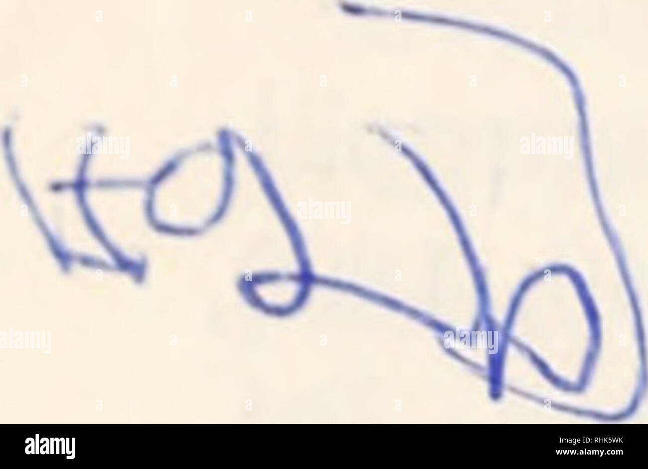 . The biology of the frog. Frogs. CHAPTER X. THE EXCRETORY SYSTEM The ...