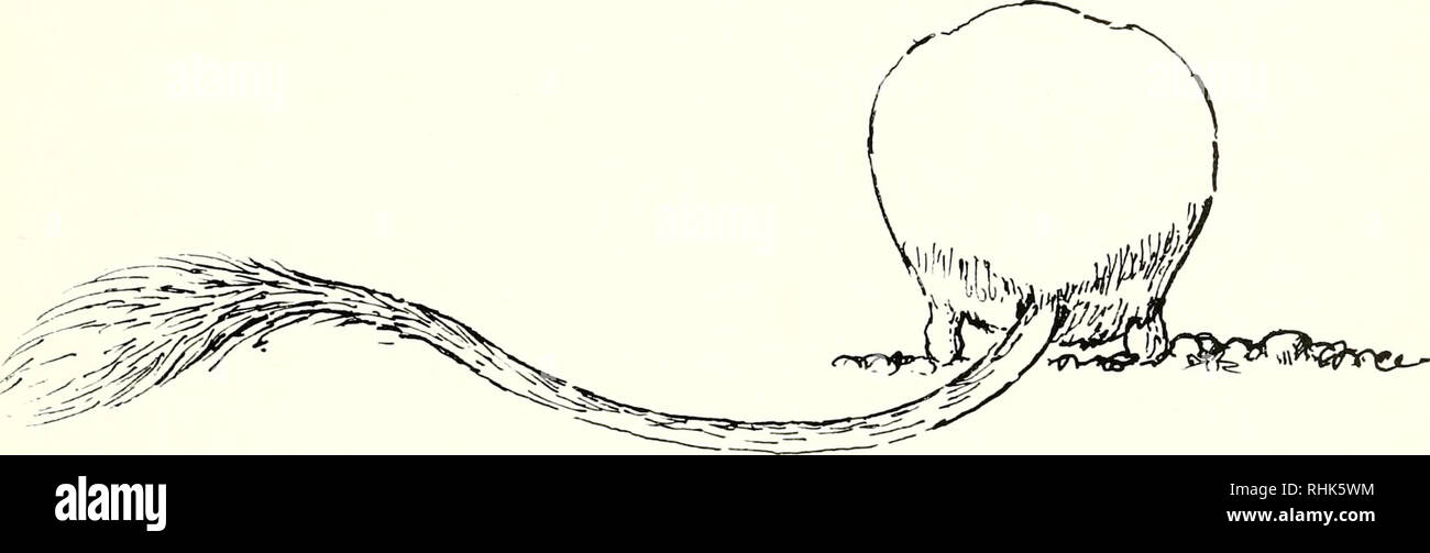 New world rats and mice hi-res stock photography and images - Alamy