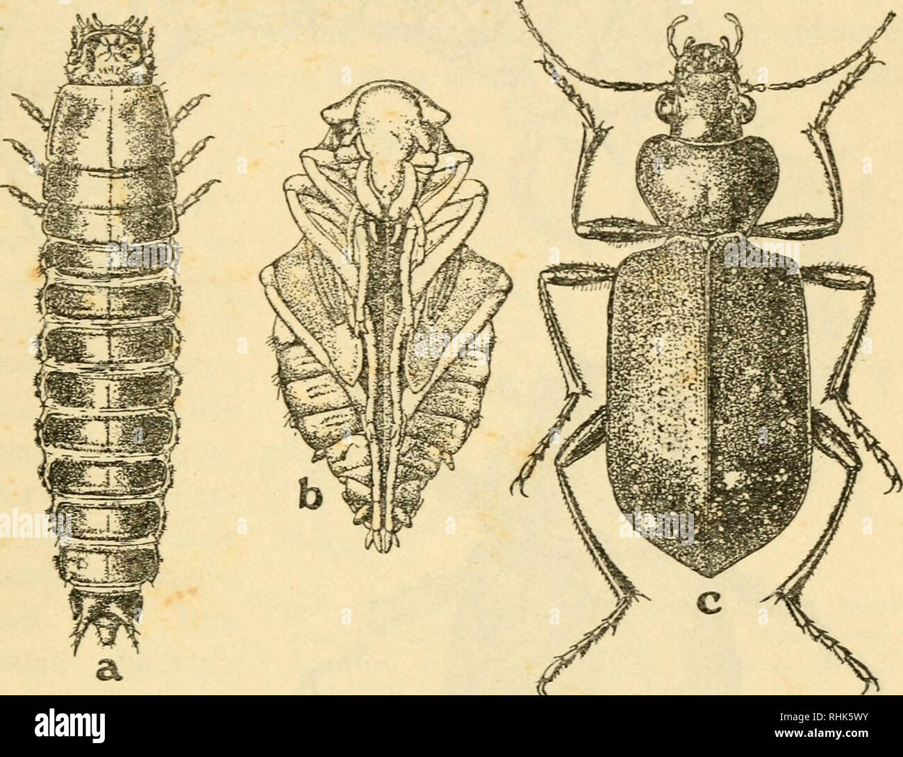 . The biology of insects. Insects -- Biology. GROWTH AND TRANSFORMATION ...