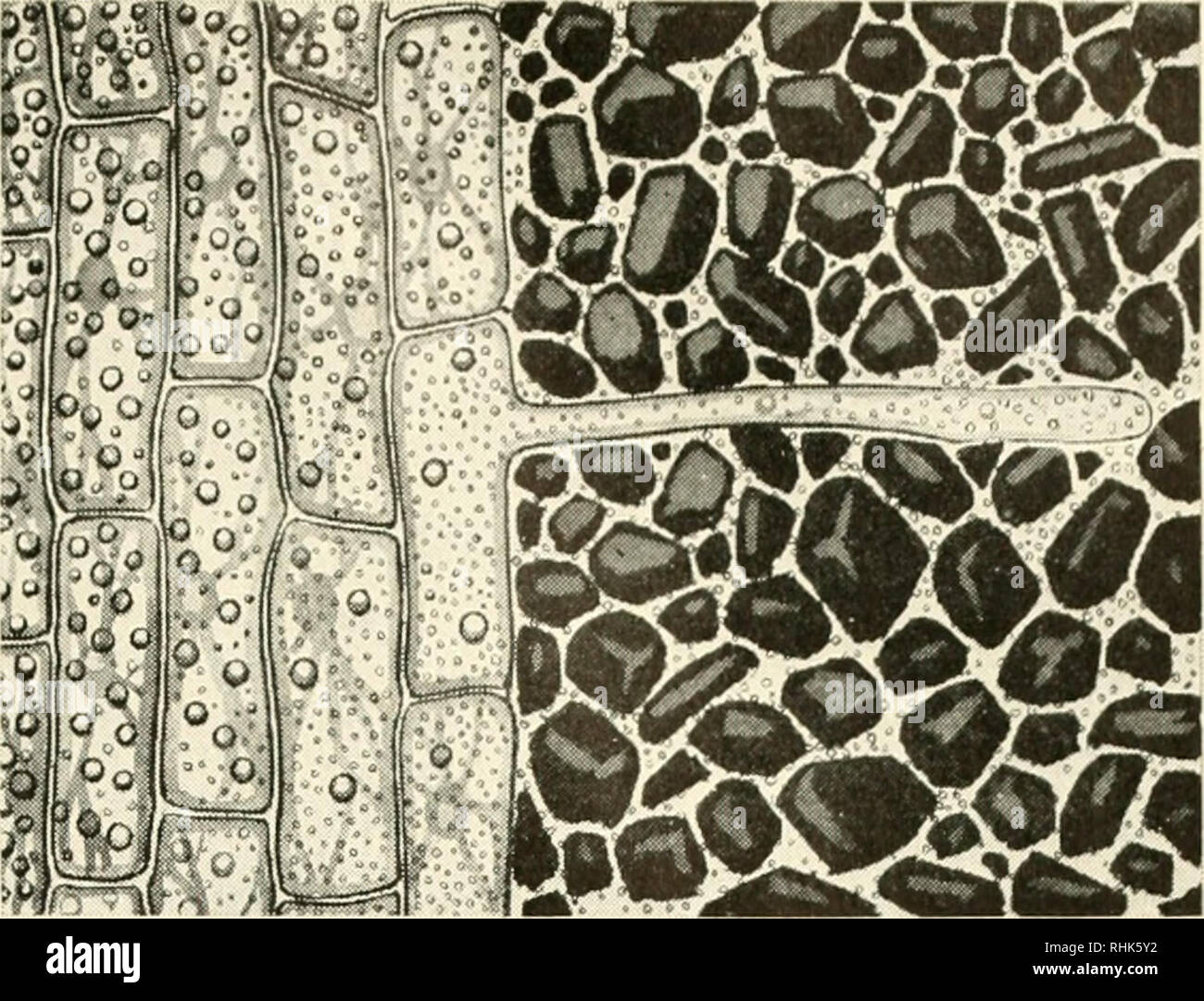 Water flow in osmosis hi-res stock photography and images - Alamy