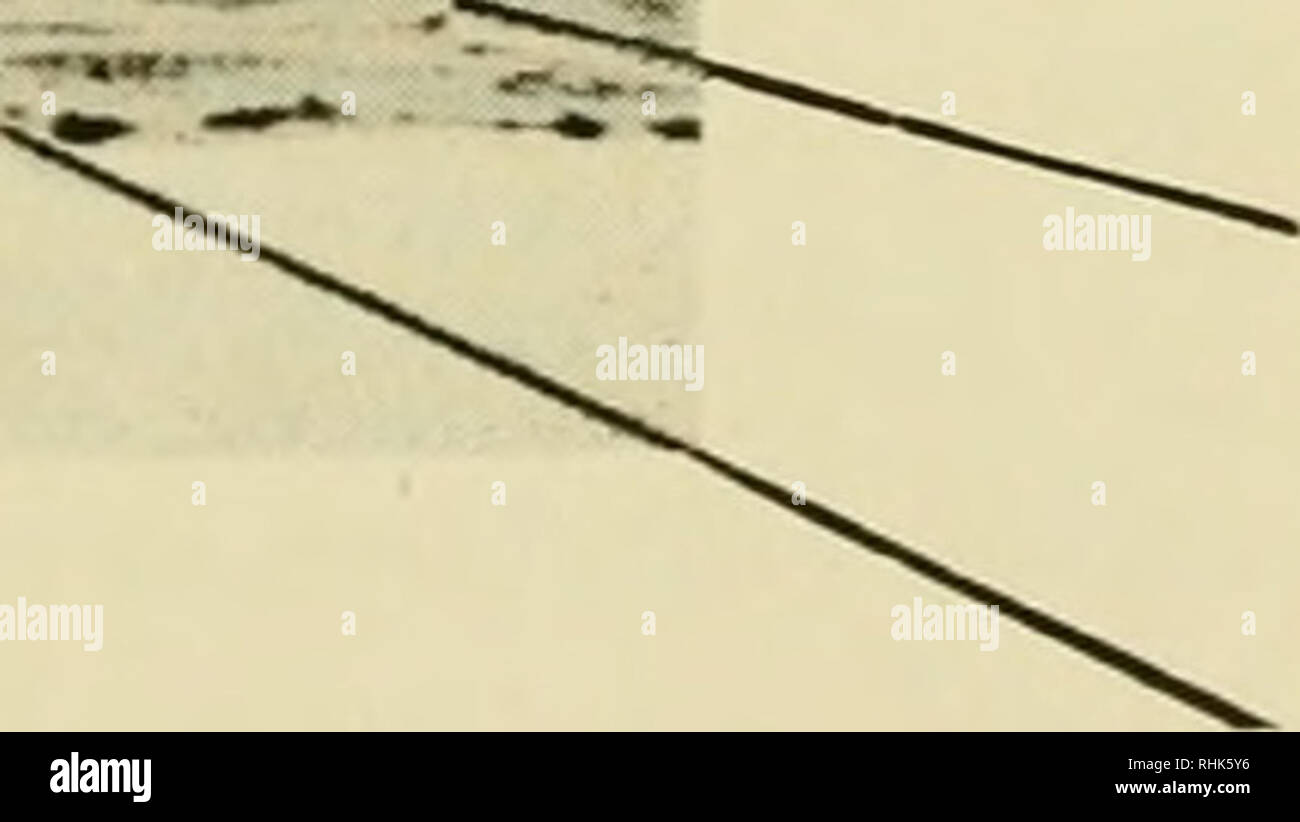 Muscle tissue mouse hi-res stock photography and images - Alamy