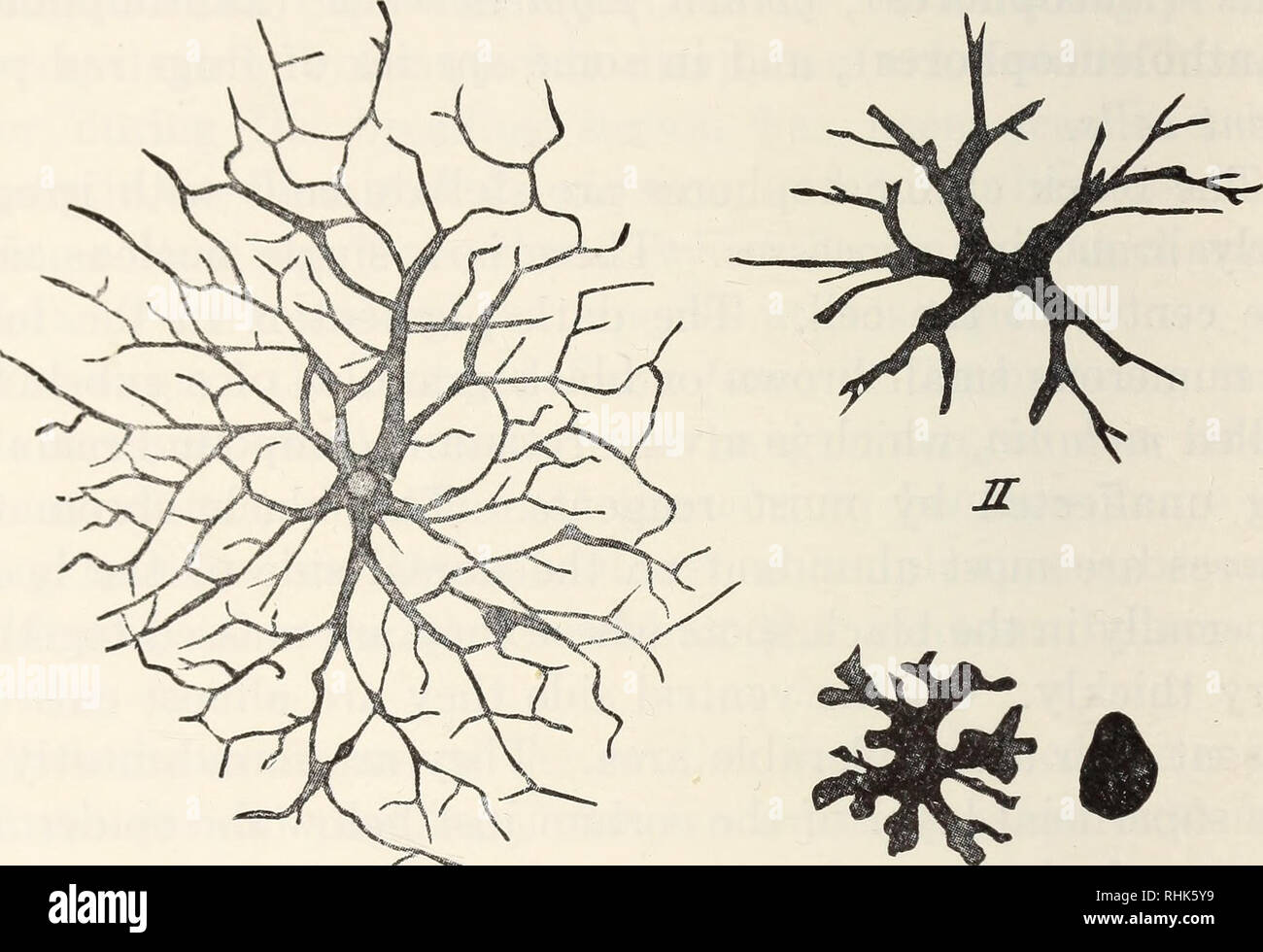 Pigment containing chromatophores hi-res stock photography and images ...