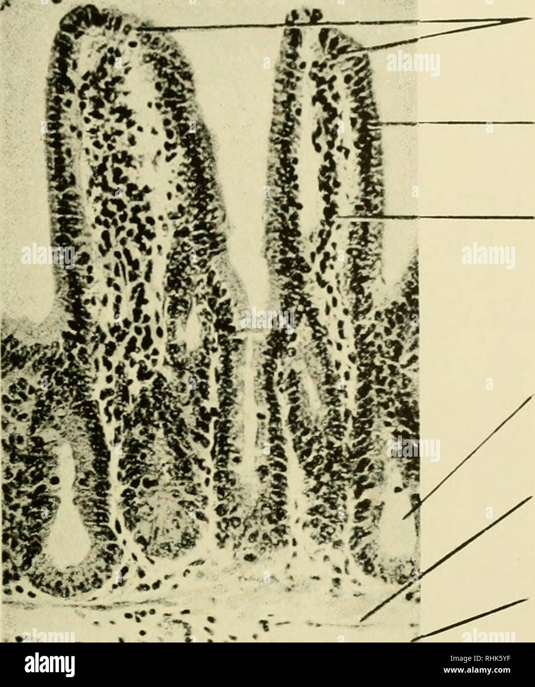 . Biology of the laboratory mouse. Mice as laboratory animals; Mice ...