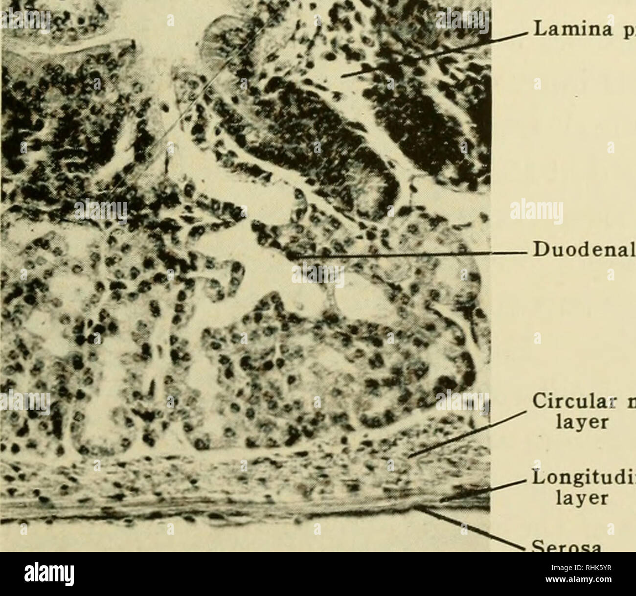 . Biology of the laboratory mouse. Mice as laboratory animals; Mice ...