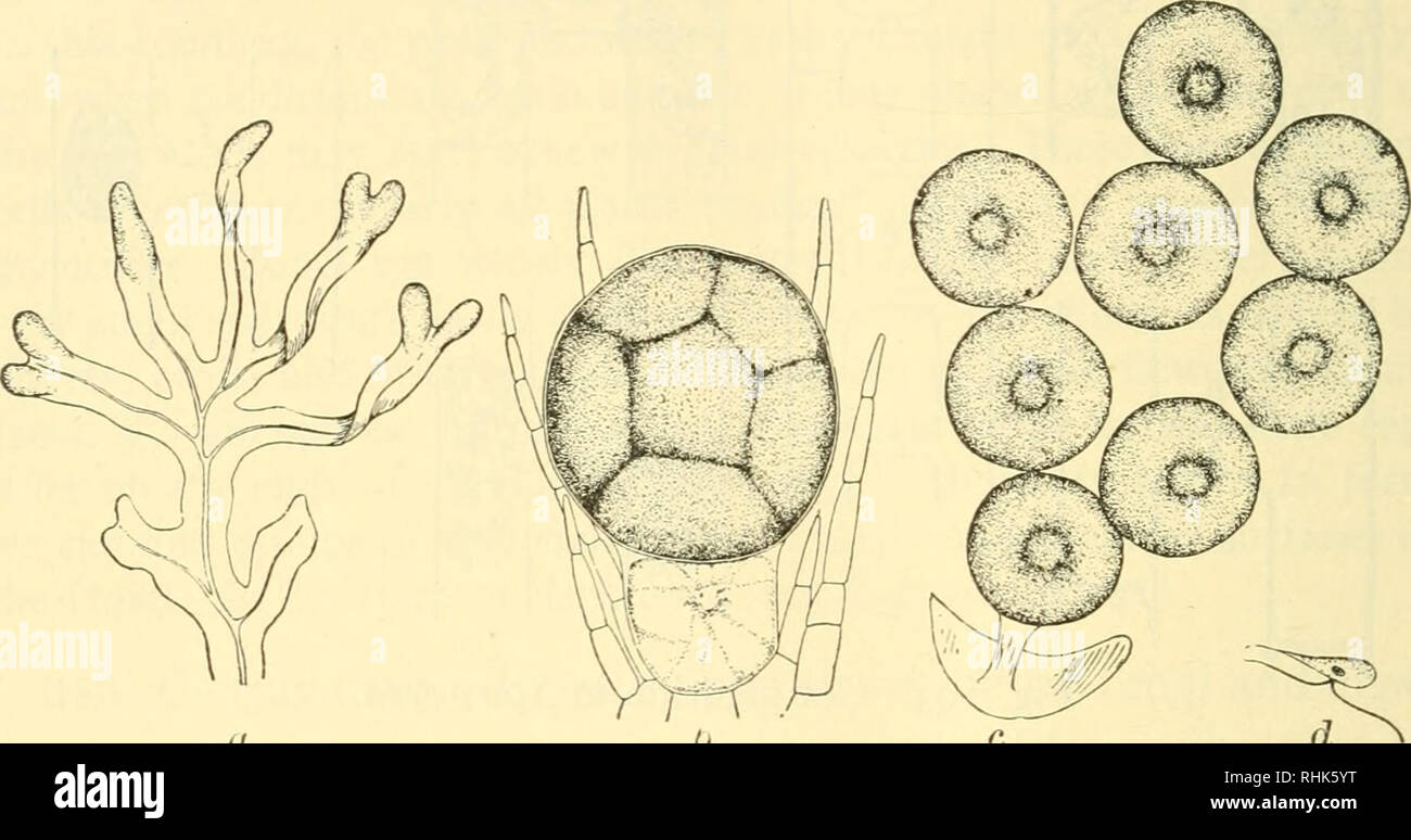 Vegetative body parts hi-res stock photography and images - Alamy