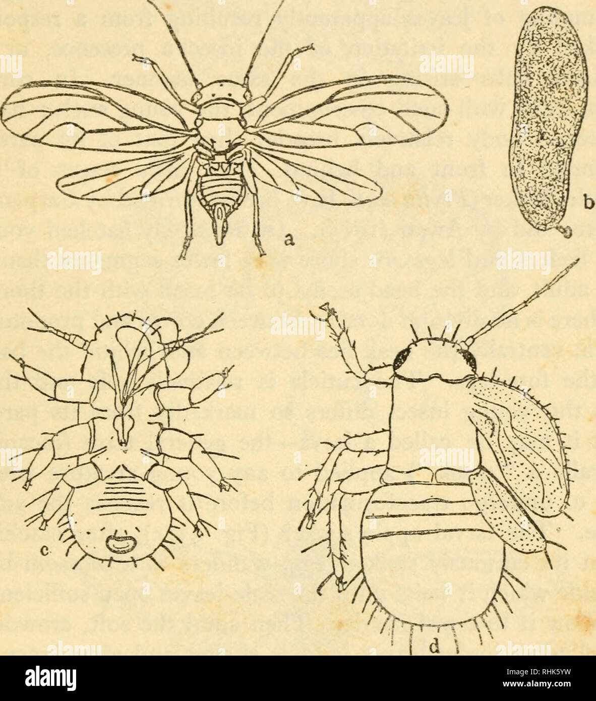 Larva Of Related Stock Photos & Larva Of Related Stock Images - Alamy