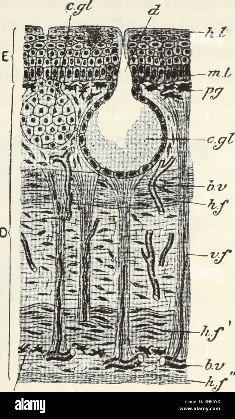 . The biology of the frog. Frogs. THE SKIN 13? occur, and it is quite ...