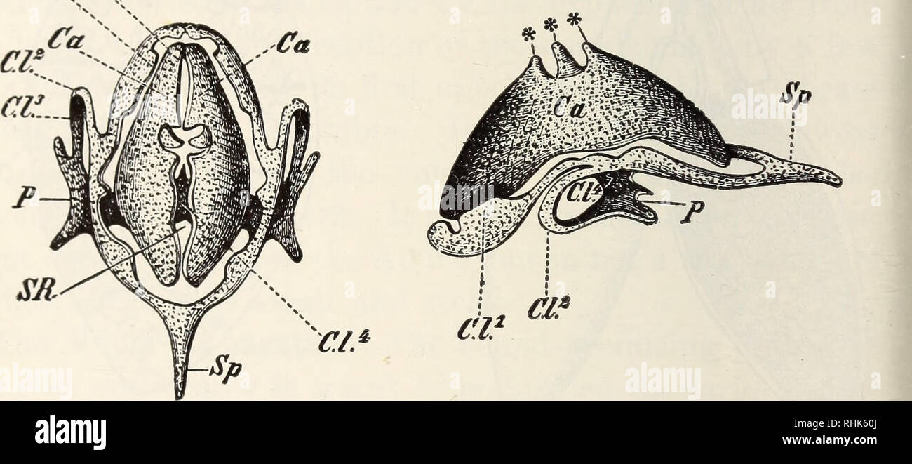 . The biology of the frog. Frogs. 170 THE BIOLOGY OF THE FROG sound are ...