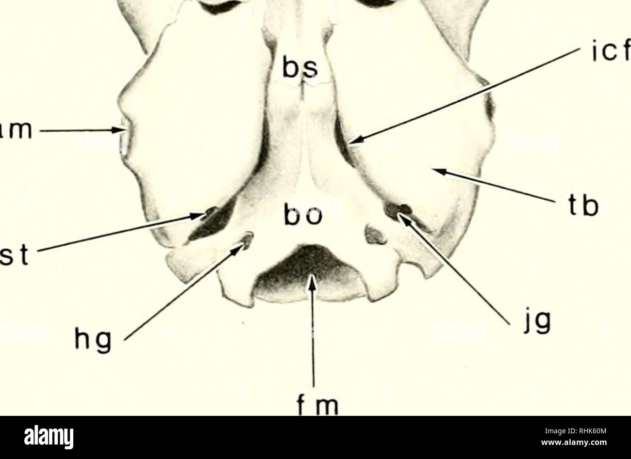 . Biology of New World Microtus. Rodents; Rodents; Microtus; Voles. y ...