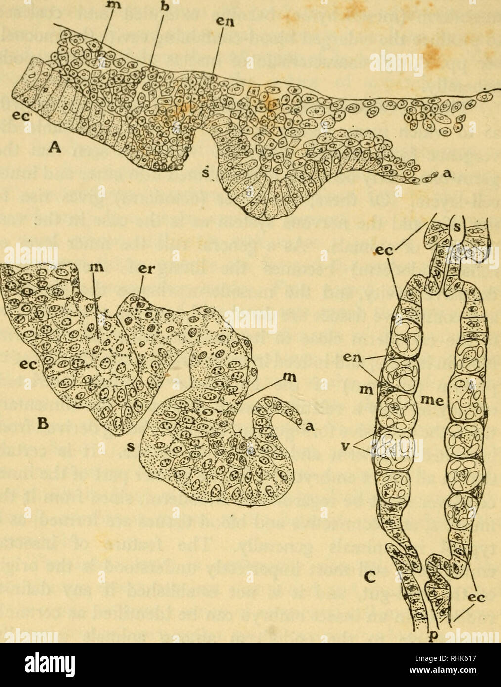 . The biology of insects. Insects -- Biology. 156 THE BIOLOGY OF ...