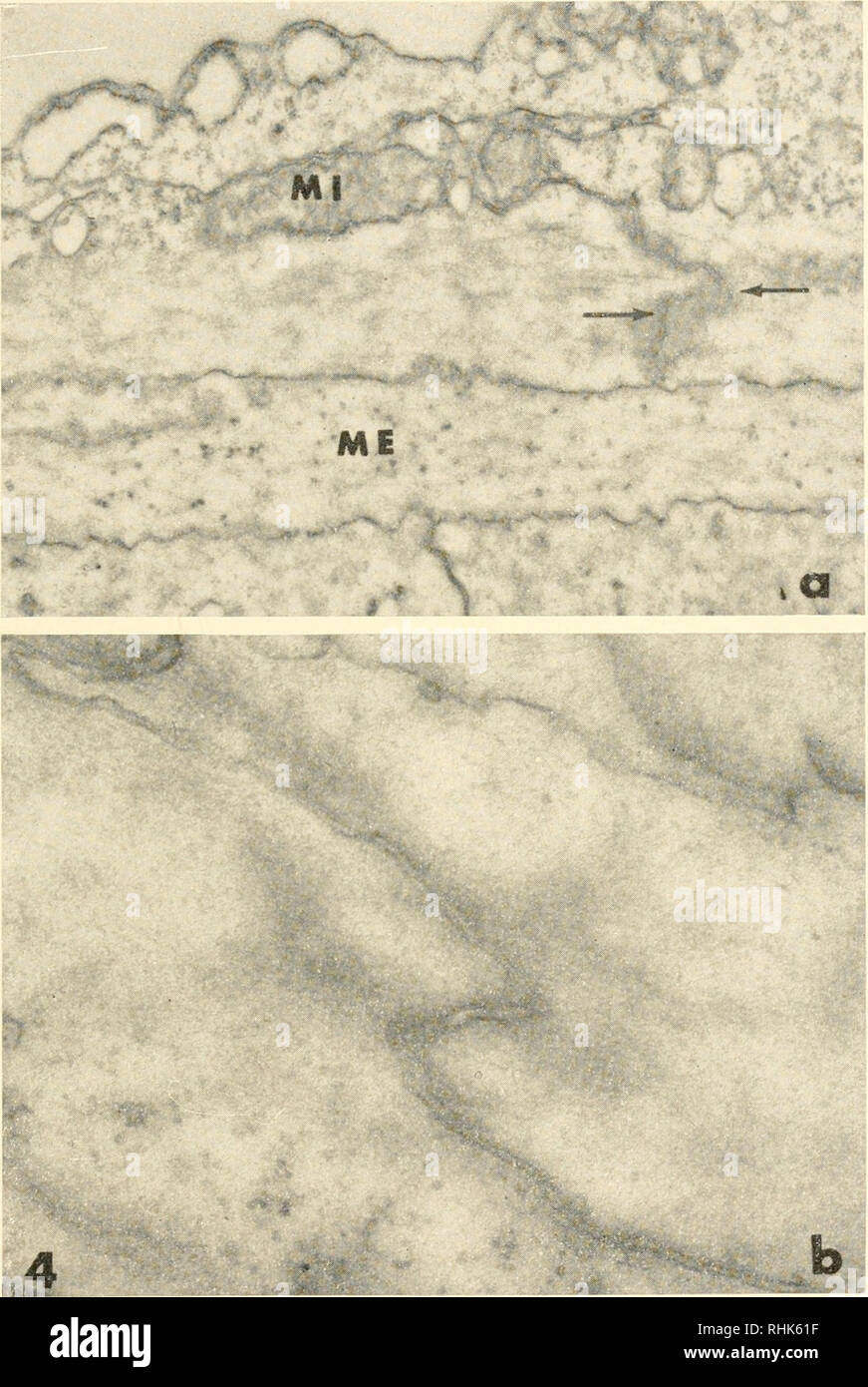 . The biology of hydra and of some other coelenterates, 1961. Hydra ...