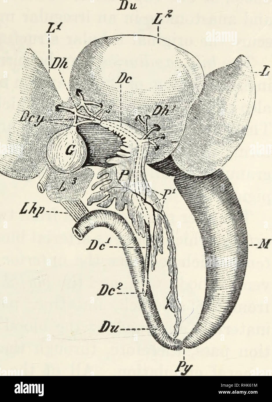 Frog Gallbladder Diagram