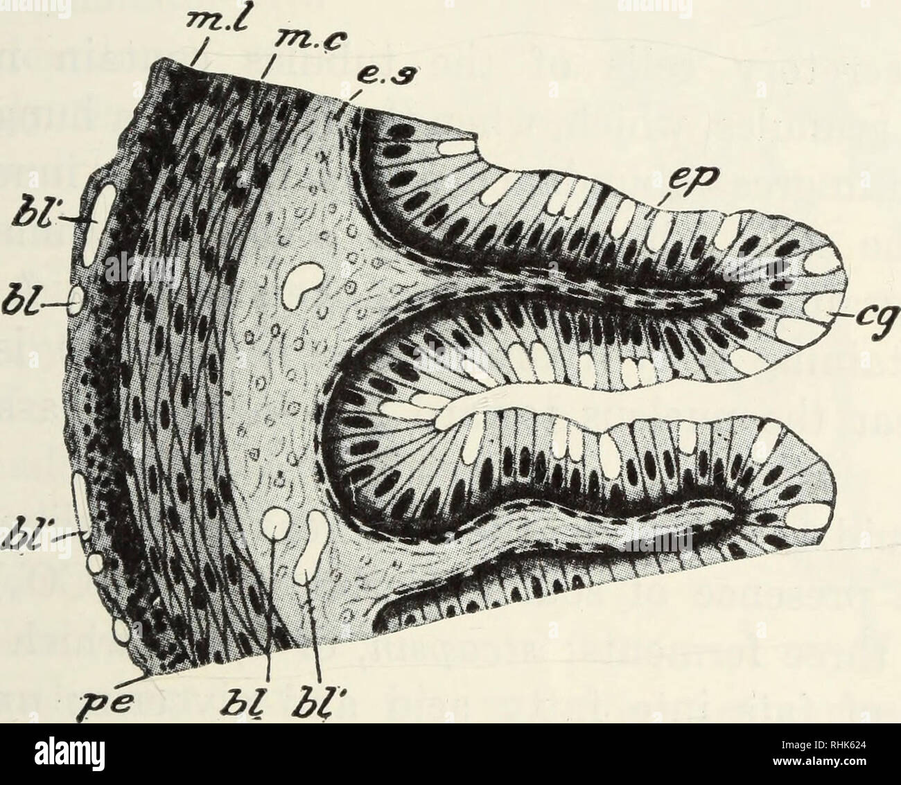the-biology-of-the-frog-frogs-the-digestive-system-and-its