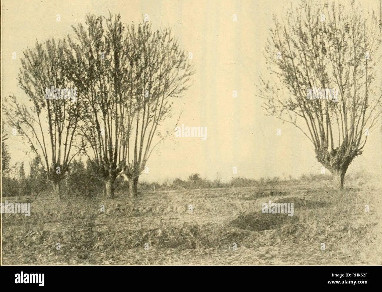 Multiplication vegetative hi-res stock photography and images - Alamy