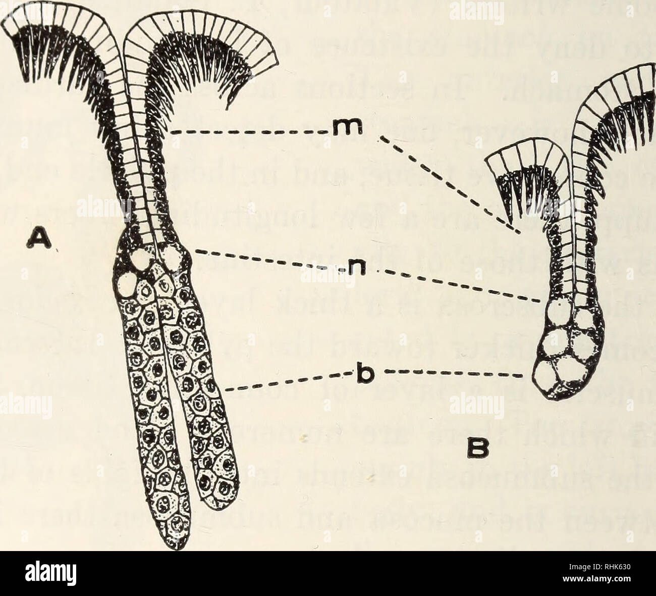. The biology of the frog. Frogs. 144 THE BIOLOGY OF THE FROG the outer ...
