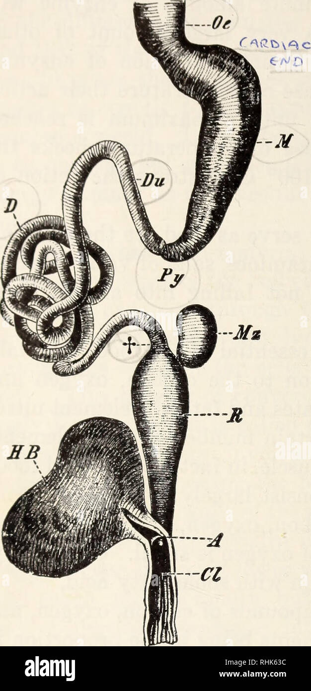 . The biology of the frog. Frogs. 142 THE BIOLOGY OF THE FROG lively ...