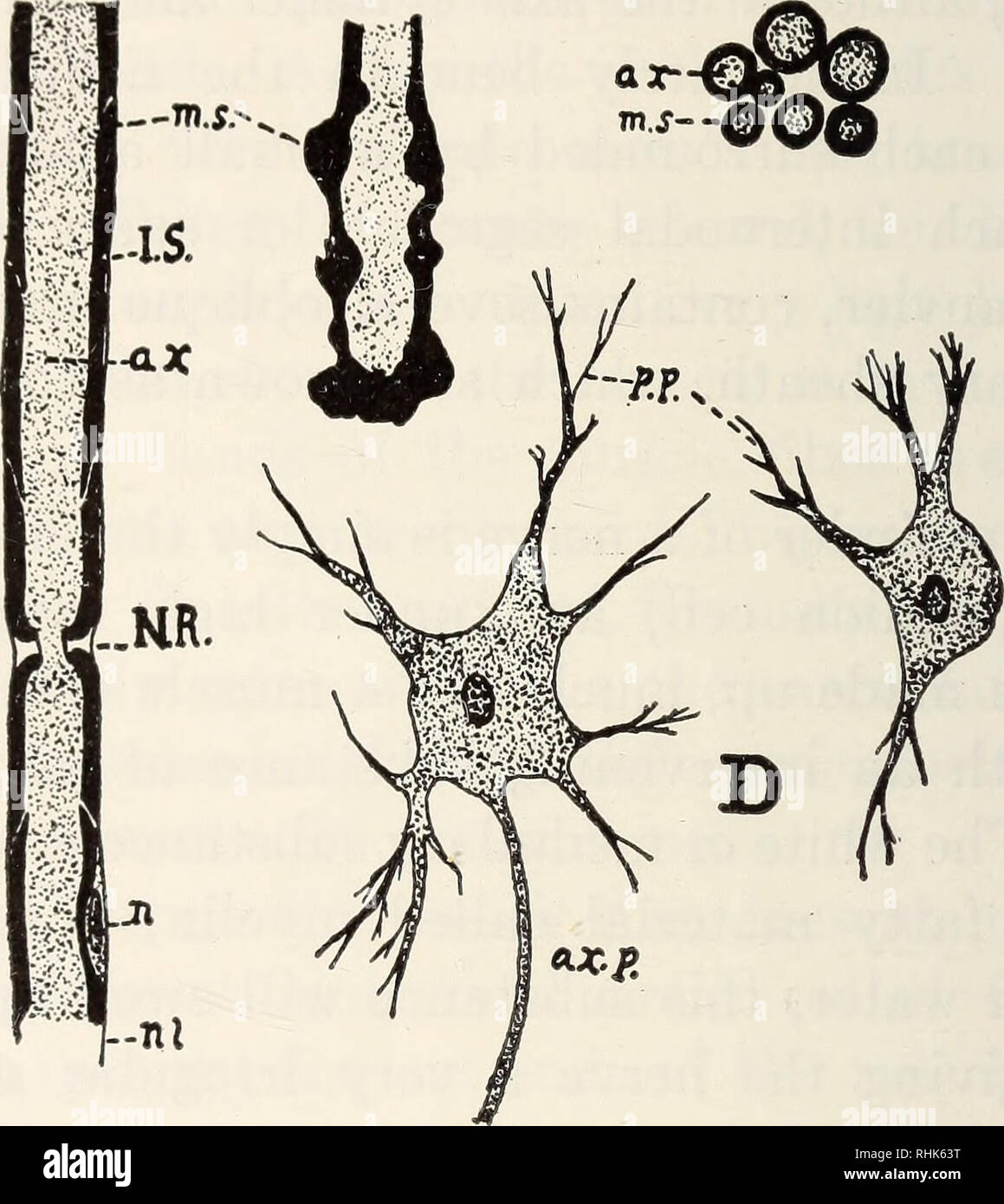 . The biology of the frog. Frogs. 136 THE BIOLOGY OF THE FROG the ...